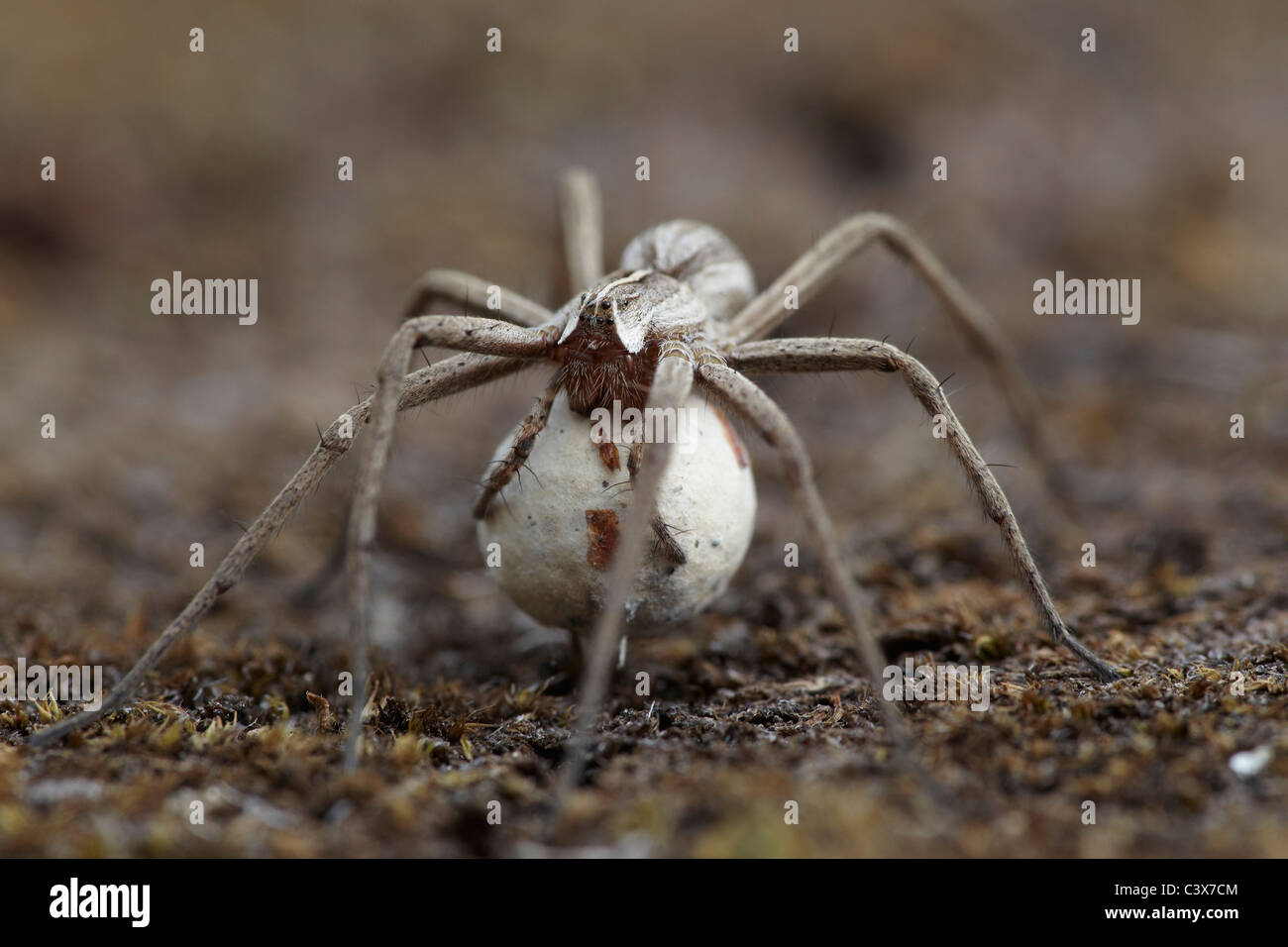 Pisaura mirabilis eiersack -Fotos und -Bildmaterial in hoher Auflösung ...