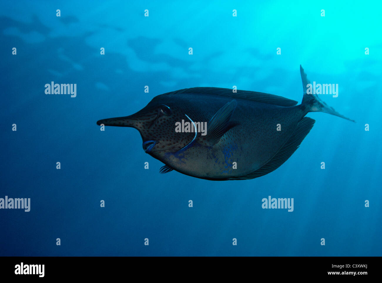 Gefleckter einhornfisch naso brevirostris -Fotos und -Bildmaterial in ...