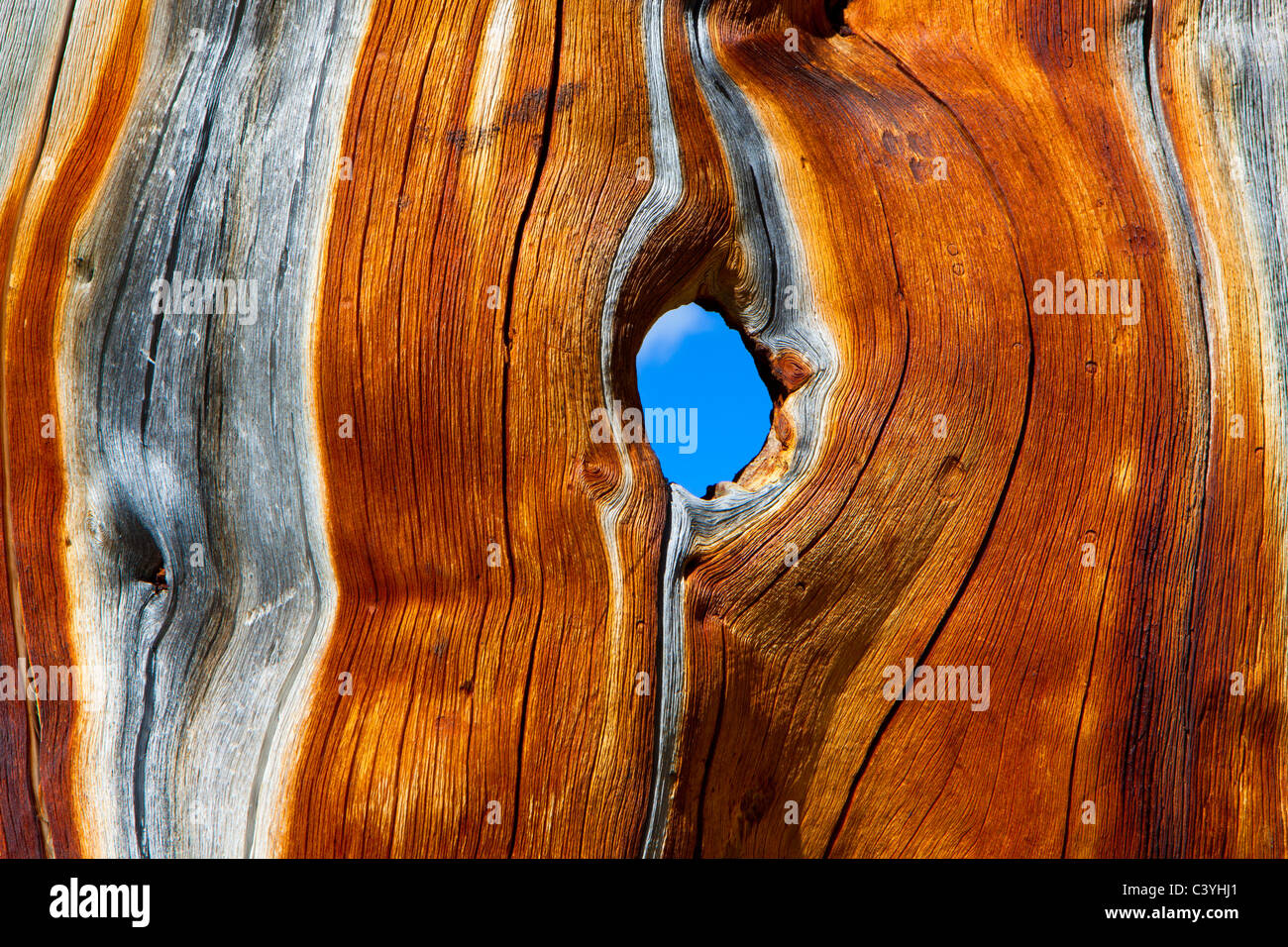 Astloch baum -Fotos und -Bildmaterial in hoher Auflösung - Seite 2 - Alamy