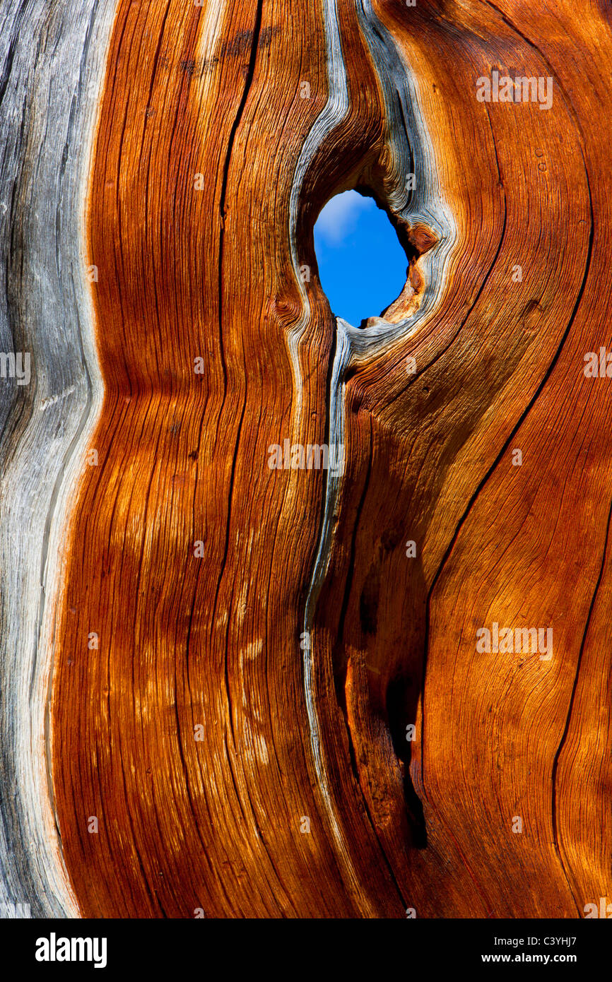 Astloch baum -Fotos und -Bildmaterial in hoher Auflösung - Seite 2 - Alamy