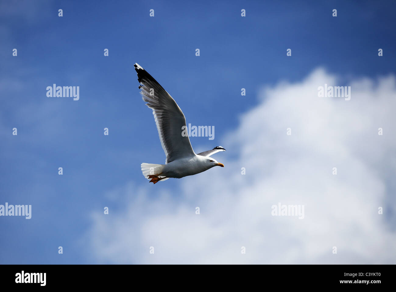 Möwe Fliegen Stockfotos und -bilder Kaufen - Alamy