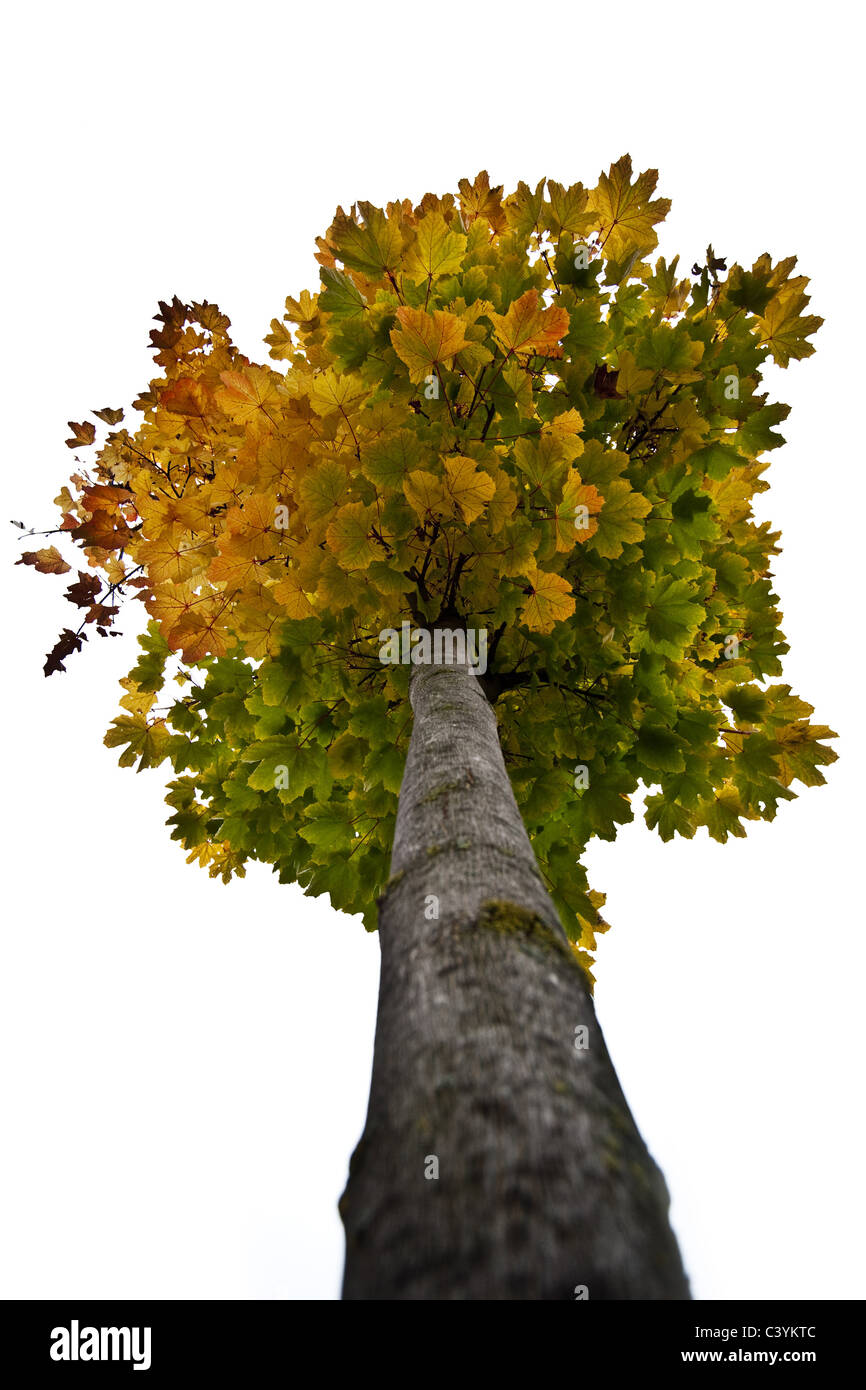 Baum gefarbtes -Fotos und -Bildmaterial in hoher Auflösung – Alamy