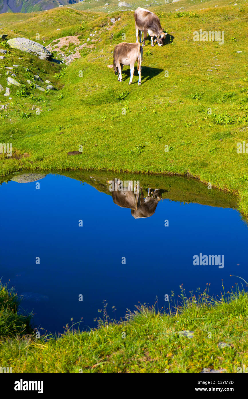 Greina, Schweiz, Kanton Graubünden, Graubünden, Surselva, Nationalpark ...