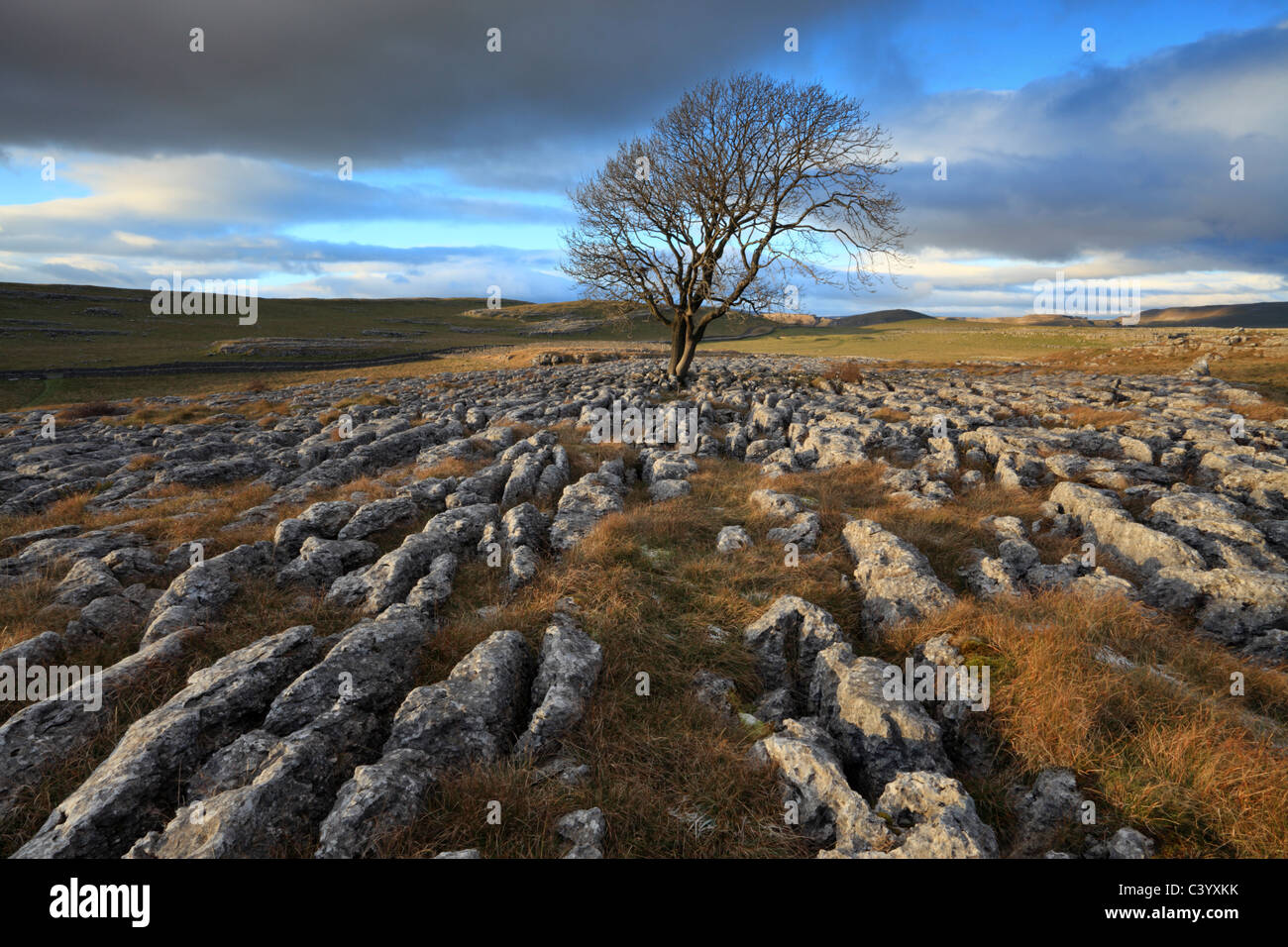 Ein einsamer Weißdorn Baum wächst aus dem Kalkstein Pflaster von Malham ...