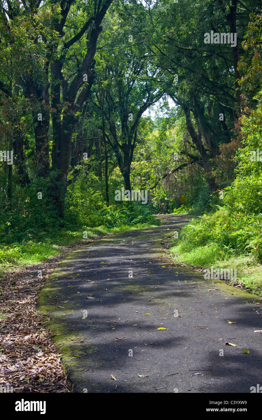 Verlassene Straße durch den Dschungel auf der Straße nach Hana, Maui ...