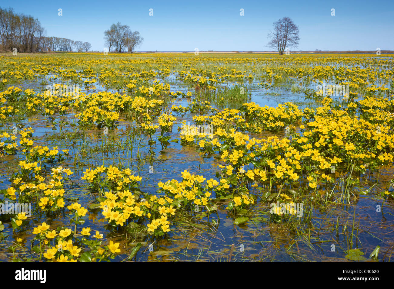 Poland spring -Fotos und -Bildmaterial in hoher Auflösung – Alamy