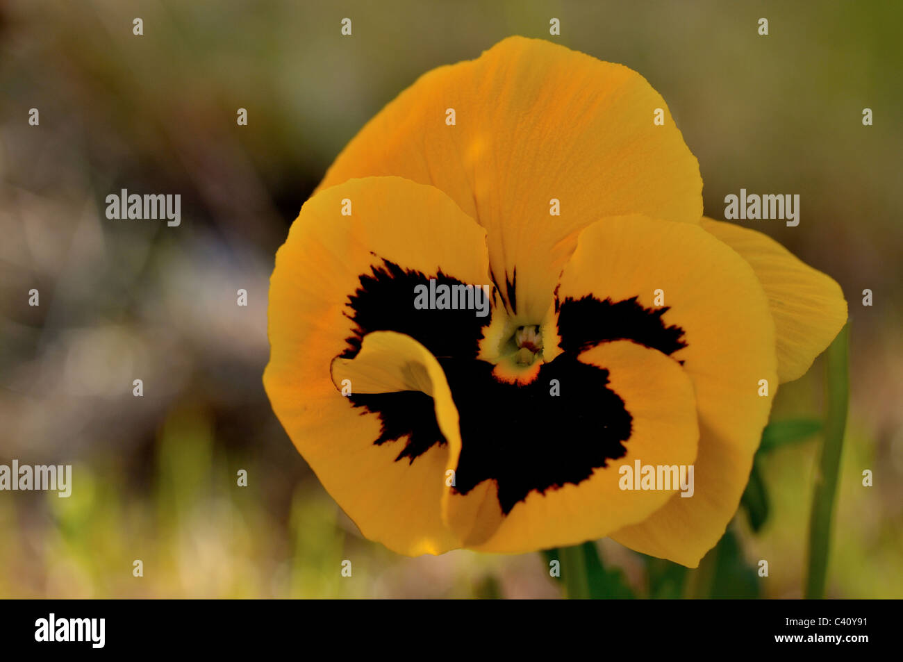 Viola pflanzen -Fotos und -Bildmaterial in hoher Auflösung – Alamy