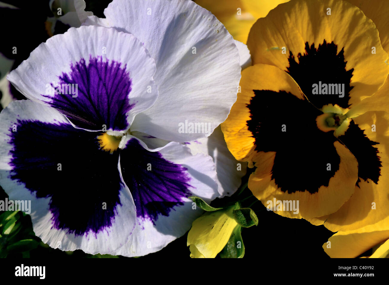 Viola pflanzen -Fotos und -Bildmaterial in hoher Auflösung – Alamy