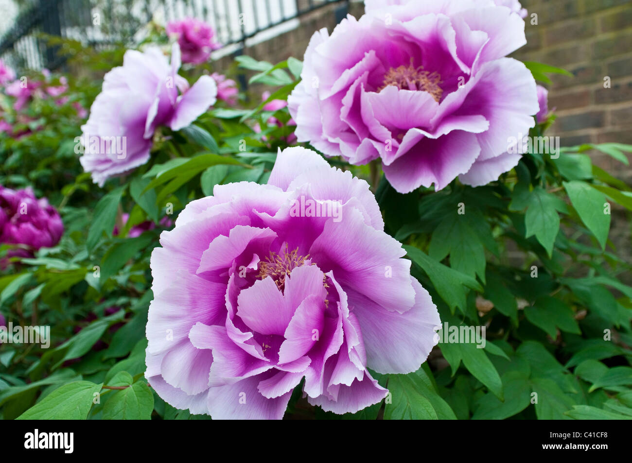 Blumen Der Gartenpfingstrose Stockfotos und -bilder Kaufen - Alamy