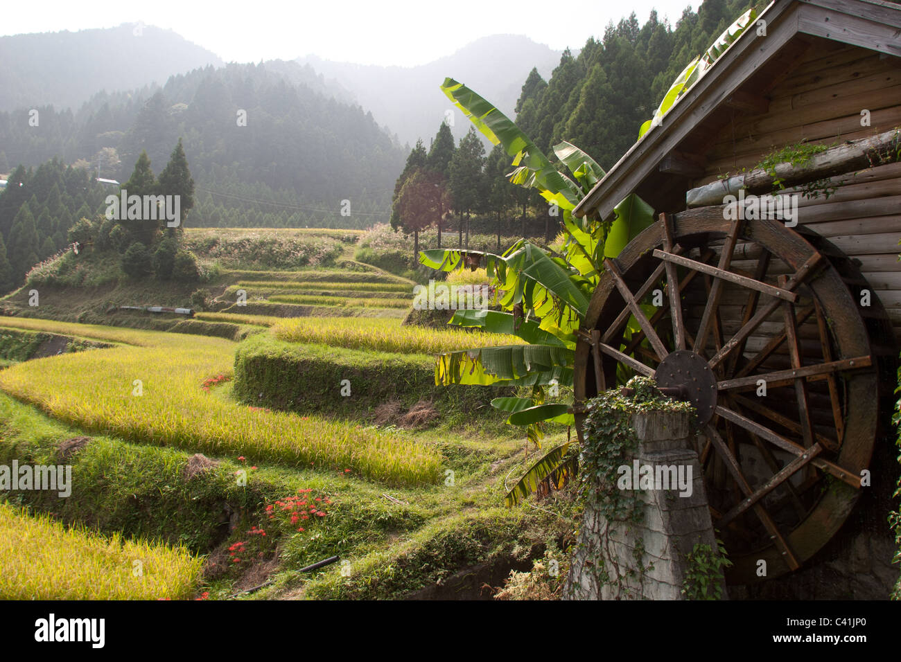 Japanese Rice Farm Stockfotos und -bilder Kaufen - Alamy
