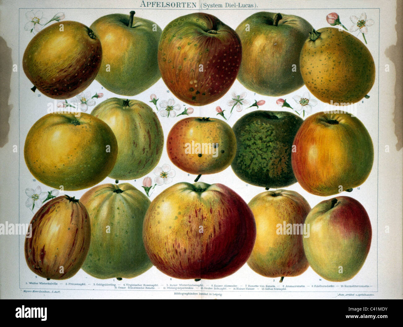 botanik, Obst, Apfel, verschiedene Apfelsorten, Farbkarte, Ende 19 ...