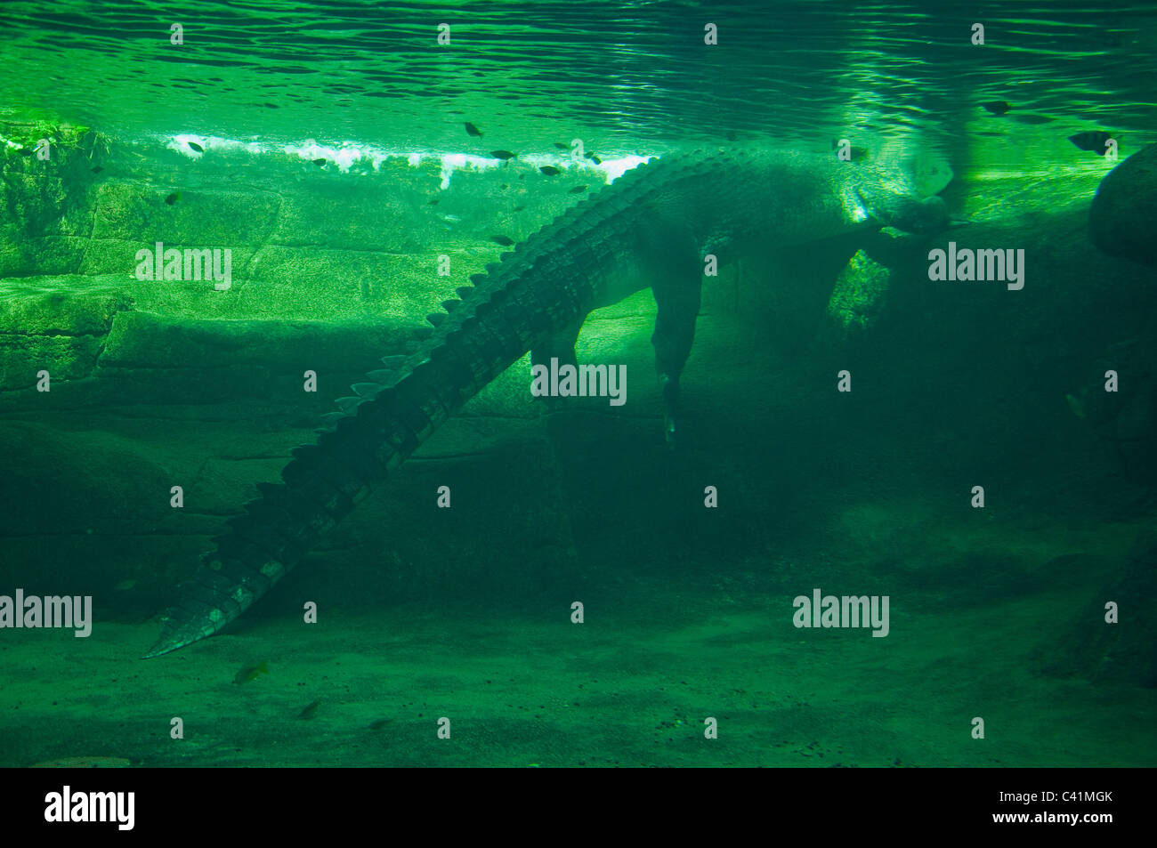 Krokodil im zoo -Fotos und -Bildmaterial in hoher Auflösung – Alamy