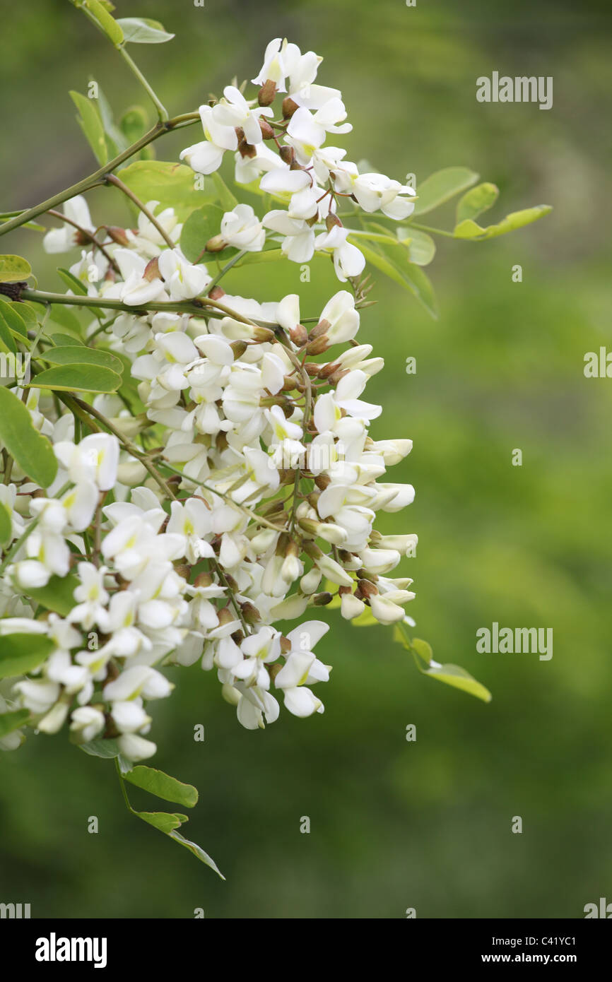 Die weißen Blüten des Baumes Robinie (Robinia Pseudoacacia), ein ...