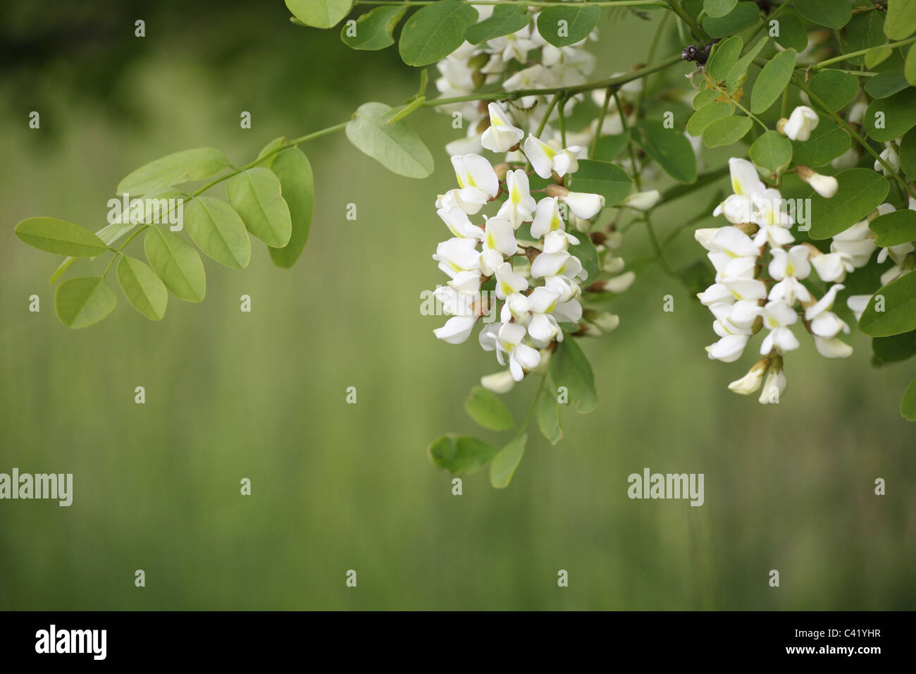Die weißen Blüten des Baumes Robinie (Robinia Pseudoacacia), ein ...