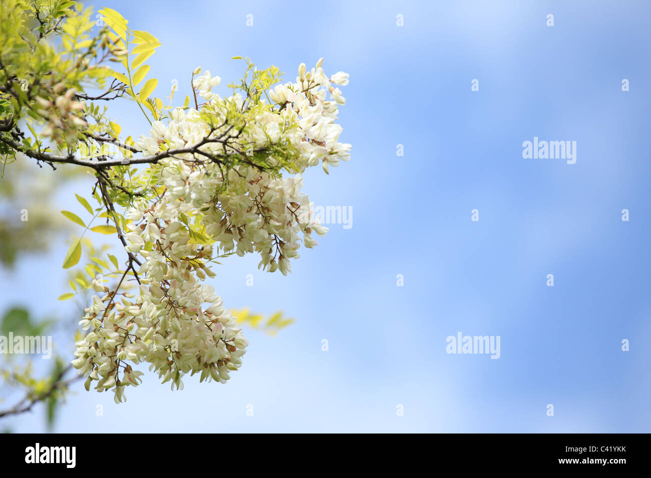 Die weißen Blüten des Baumes Robinie (Robinia Pseudoacacia), ein ...