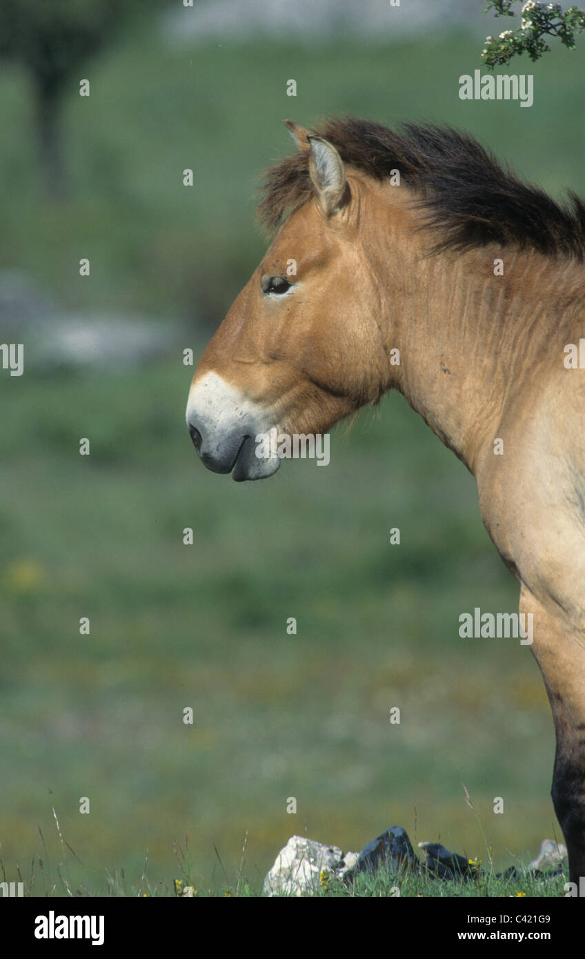 Przewalski Pferde Equus Przewalskii Stockfotos und -bilder Kaufen - Alamy