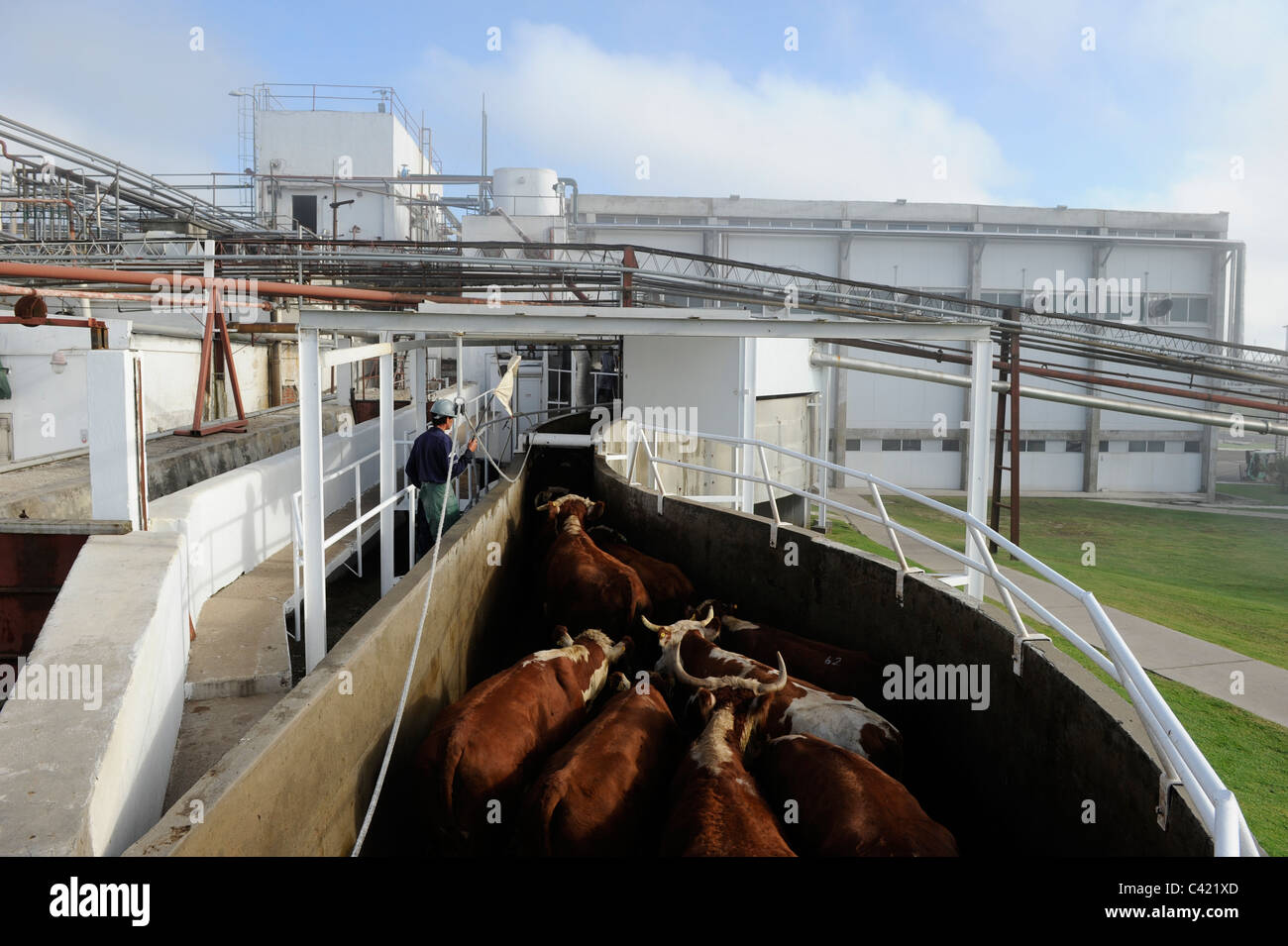 Cattle Slaughterhouse Stockfotos & Cattle Slaughterhouse Bilder - Alamy