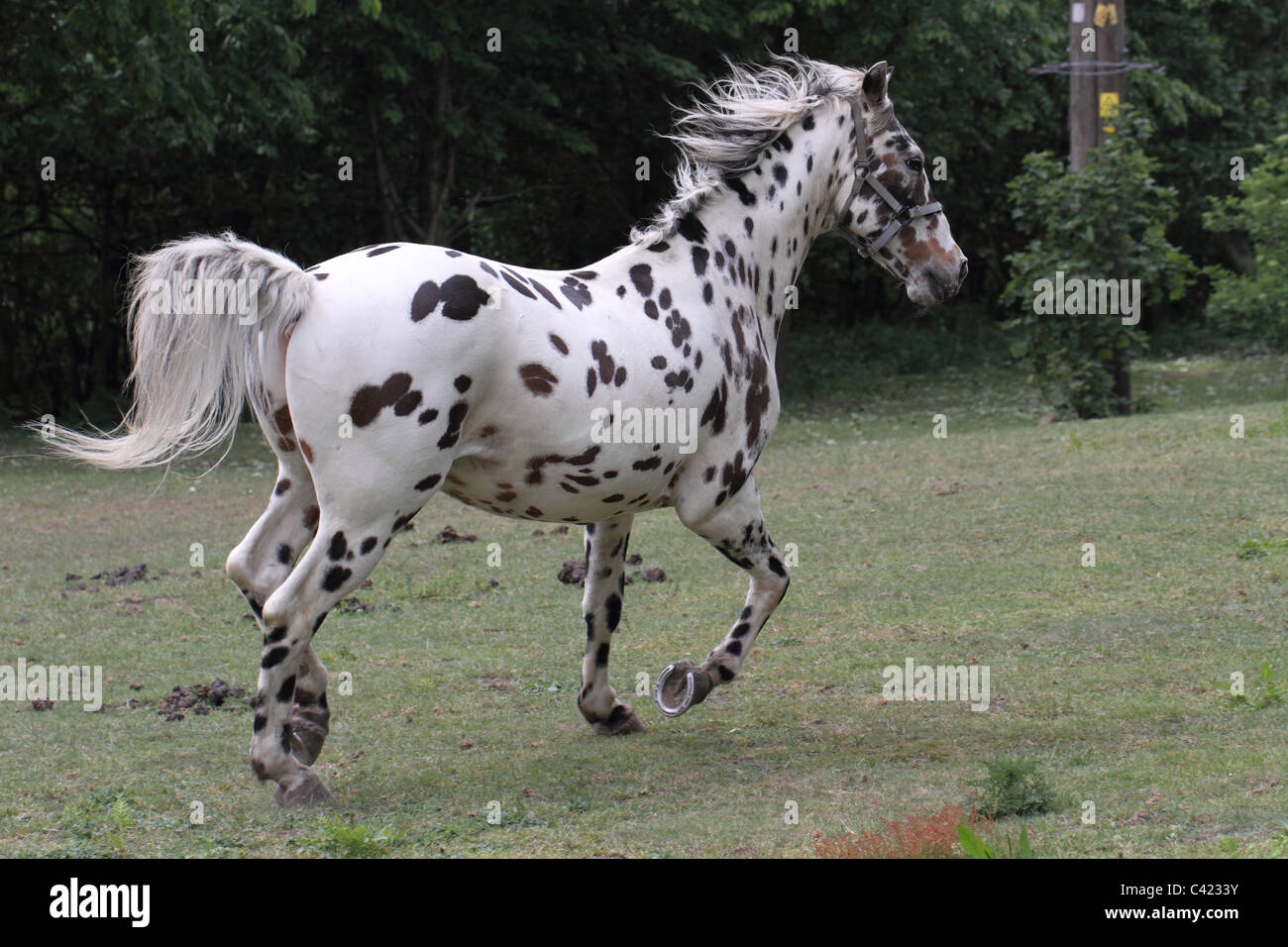 Appaloosa pferd -Fotos und -Bildmaterial in hoher Auflösung – Alamy