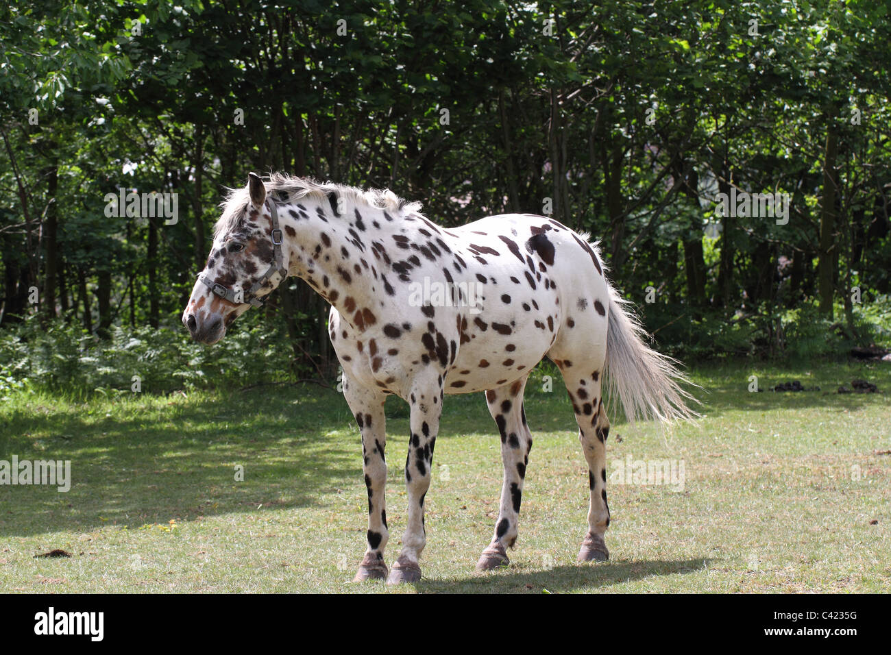 Appaloosa horse -Fotos und -Bildmaterial in hoher Auflösung – Alamy
