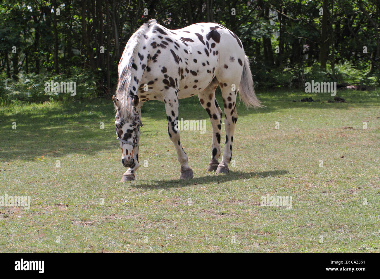 Der appaloosa -Fotos und -Bildmaterial in hoher Auflösung – Alamy