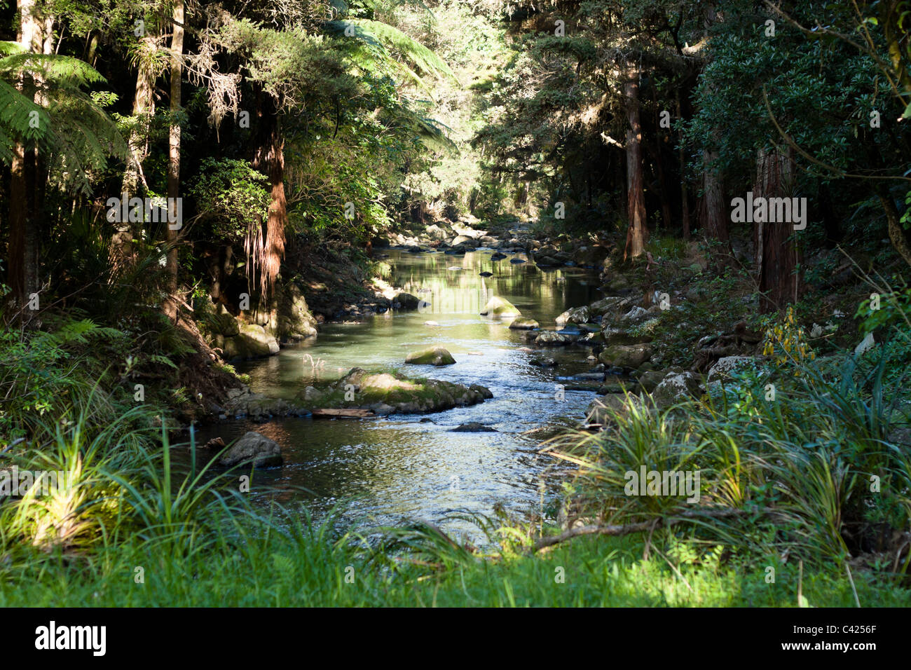 Whangarei falls -Fotos und -Bildmaterial in hoher Auflösung – Alamy