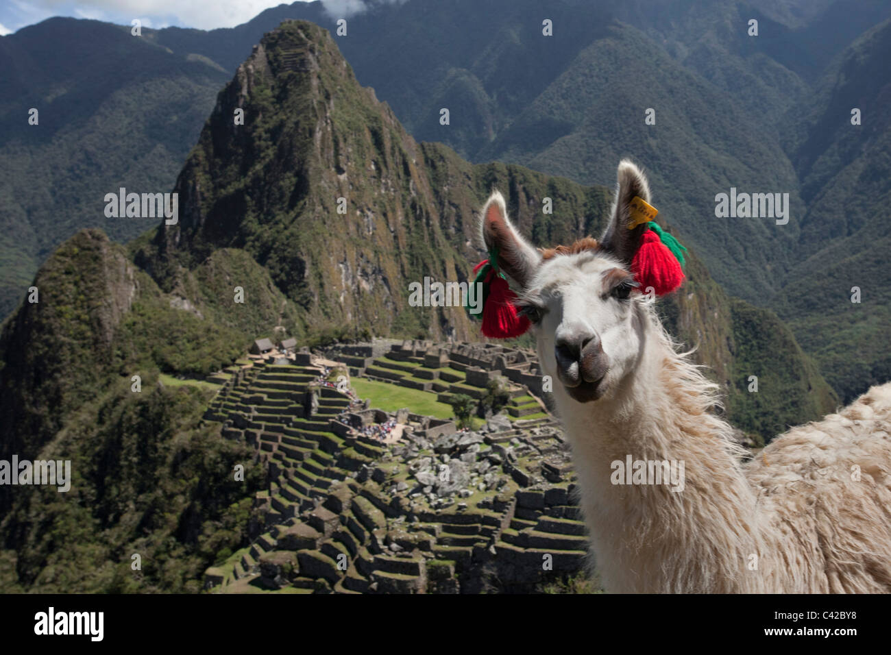 Lama inka -Fotos und -Bildmaterial in hoher Auflösung – Alamy