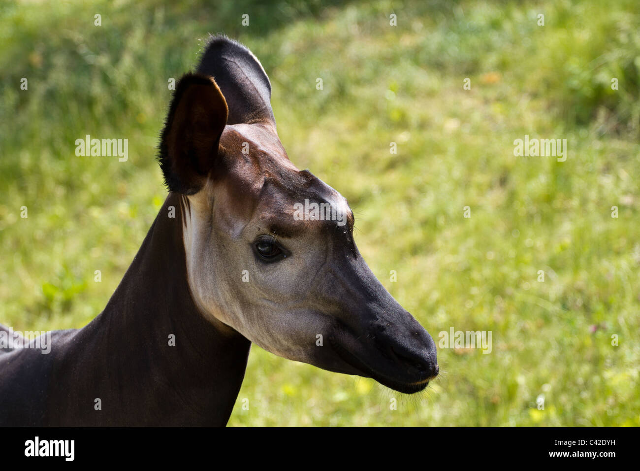 Tier okapi -Fotos und -Bildmaterial in hoher Auflösung - Seite 2 - Alamy