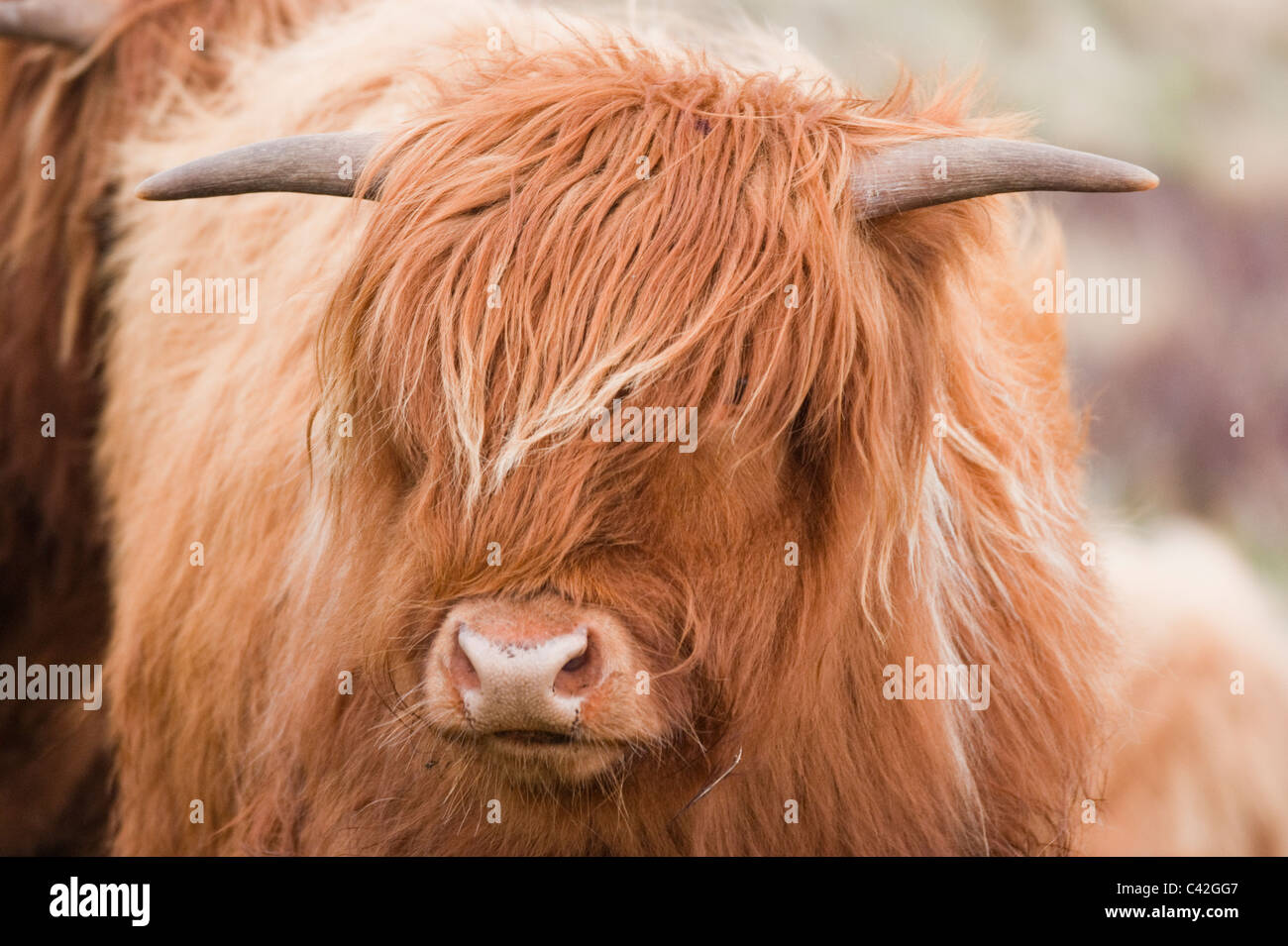 Haarige hochlandkuh -Fotos und -Bildmaterial in hoher Auflösung – Alamy