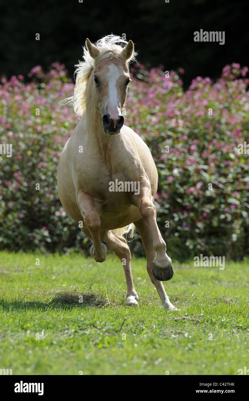 Deutschland galopp -Fotos und -Bildmaterial in hoher Auflösung – Alamy