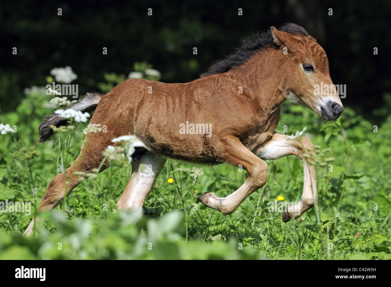 Fohlen galoppieren -Fotos und -Bildmaterial in hoher Auflösung – Alamy