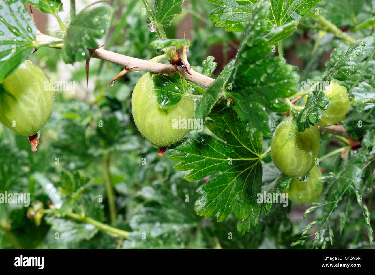 Stachelbeerbusch im regen -Fotos und -Bildmaterial in hoher Auflösung ...
