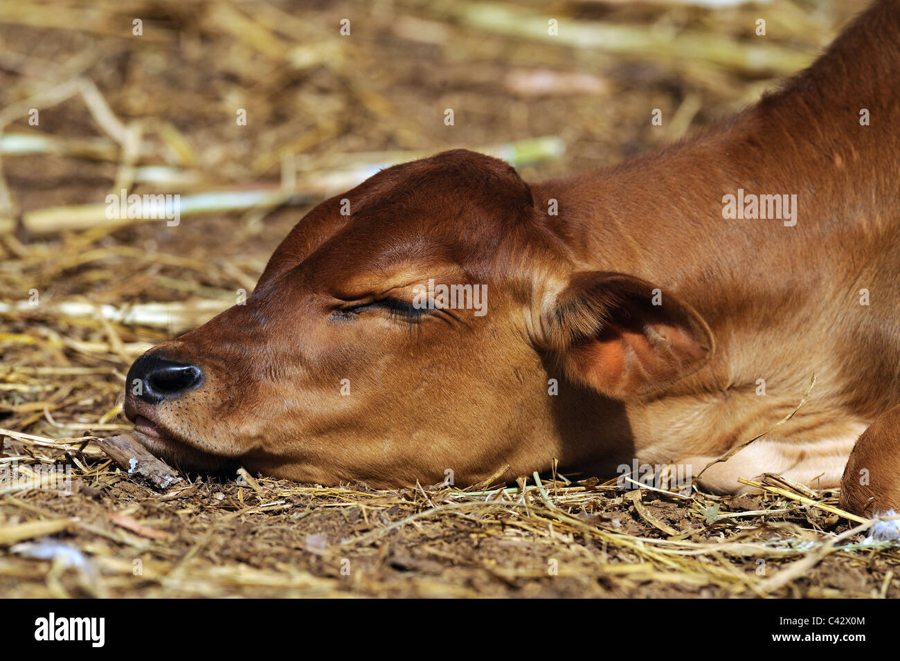 Zebu, bucklig Rinder (Bos Taurus Indicus). Kalb, schlafen ...