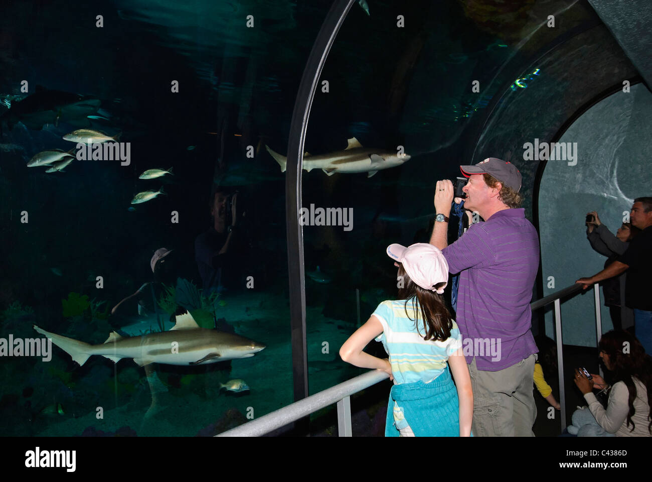 San diego seaworld tank Stockfotos und -bilder Kaufen - Alamy