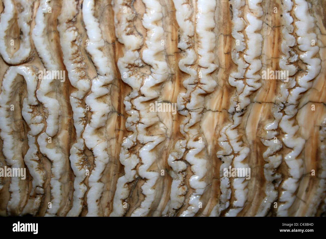 Indian elephant molar -Fotos und -Bildmaterial in hoher Auflösung – Alamy