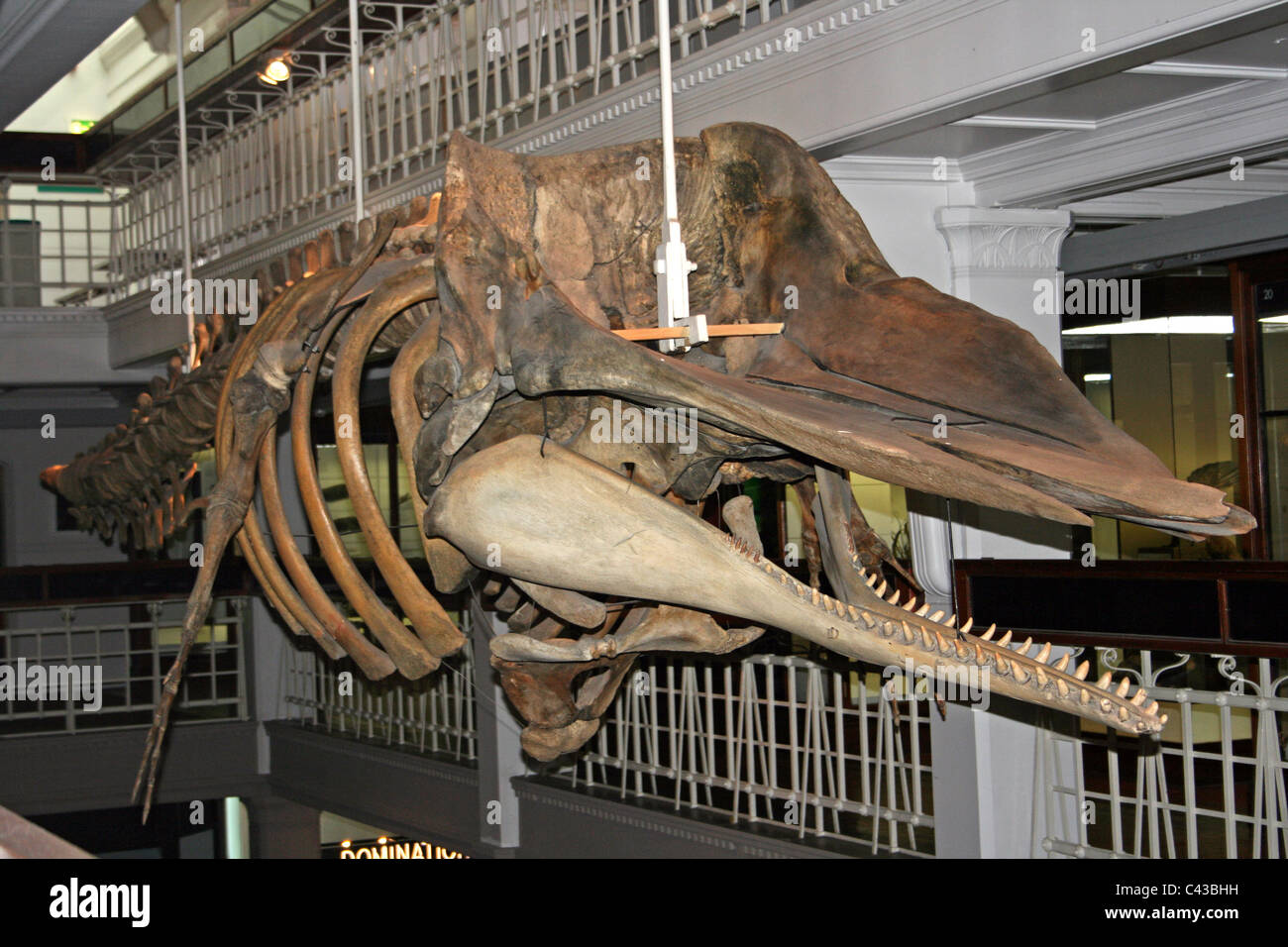 Pottwal Skelett Stockfotos und -bilder Kaufen - Alamy