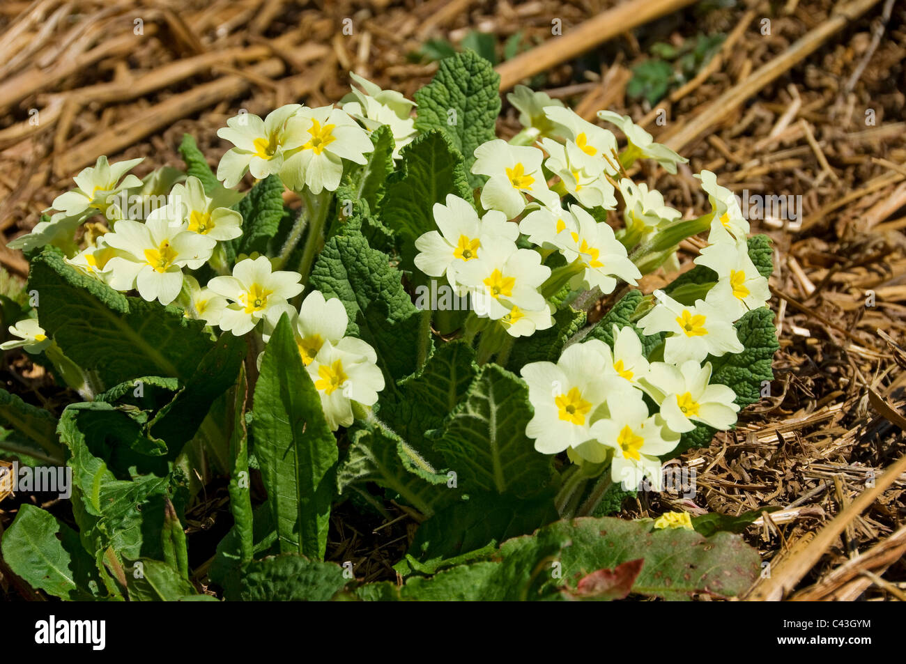 Close up wild primroses primula -Fotos und -Bildmaterial in hoher ...