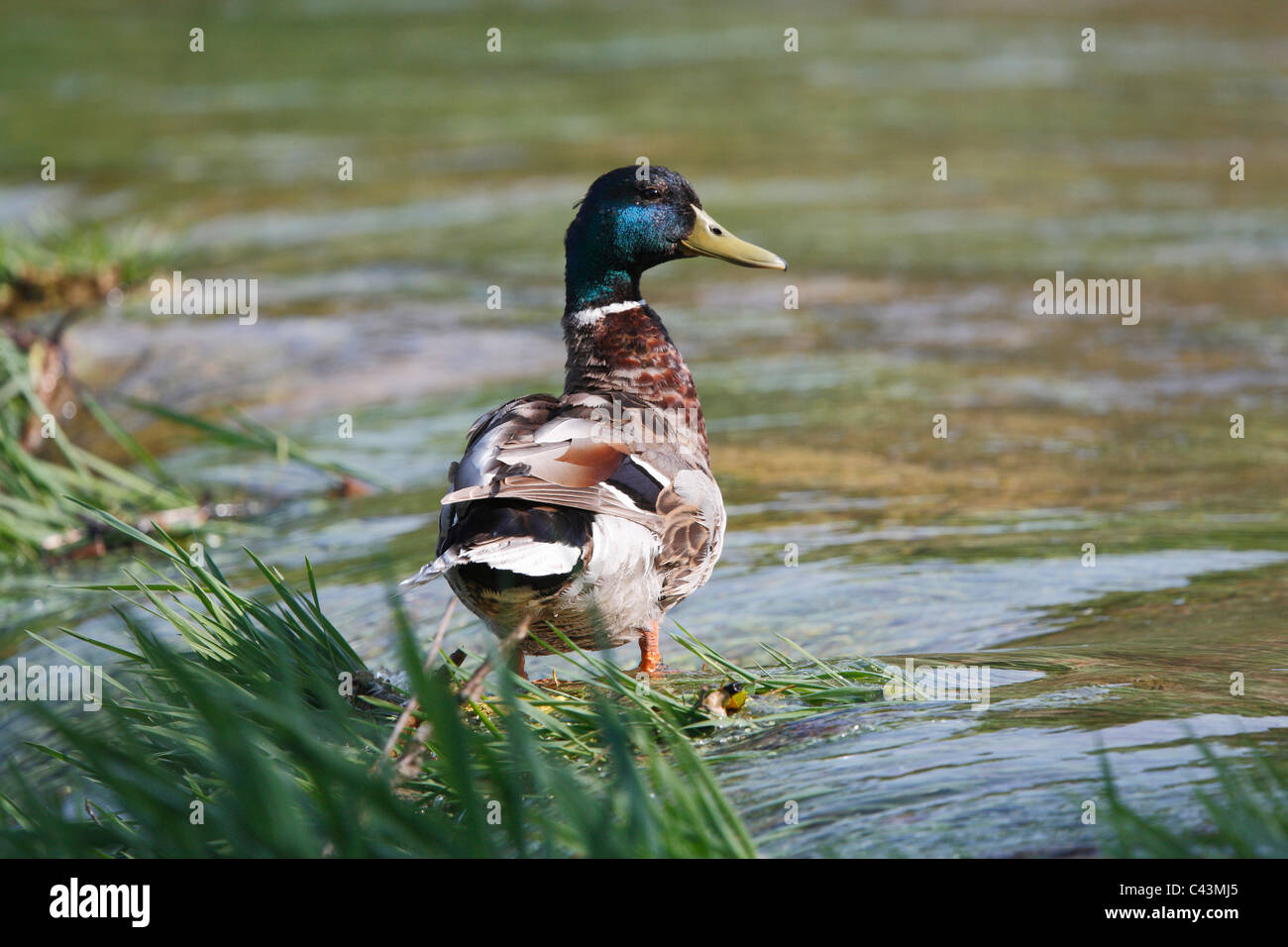 Die wanderente -Fotos und -Bildmaterial in hoher Auflösung – Alamy