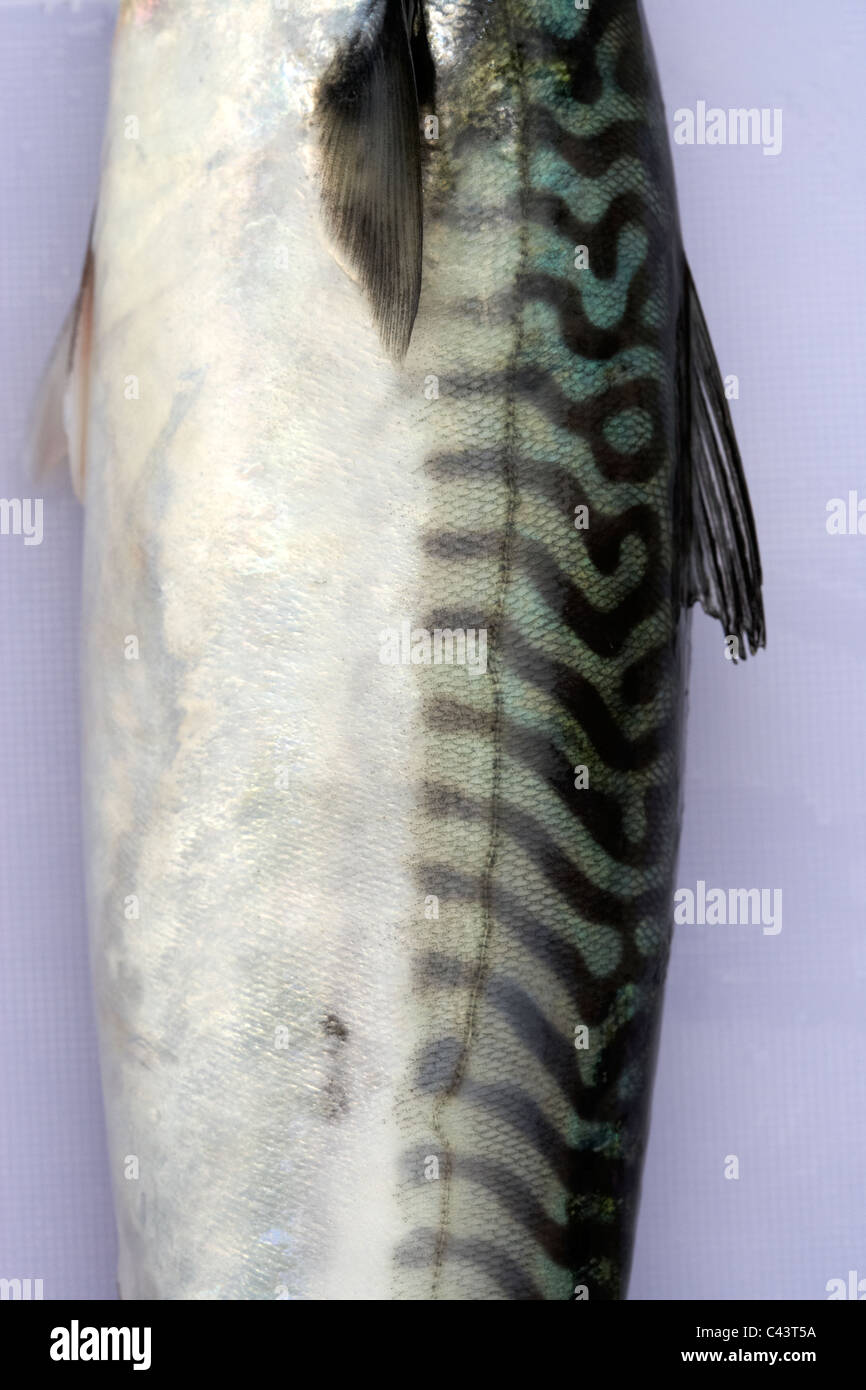 Lateral Line Stockfotos und -bilder Kaufen - Alamy