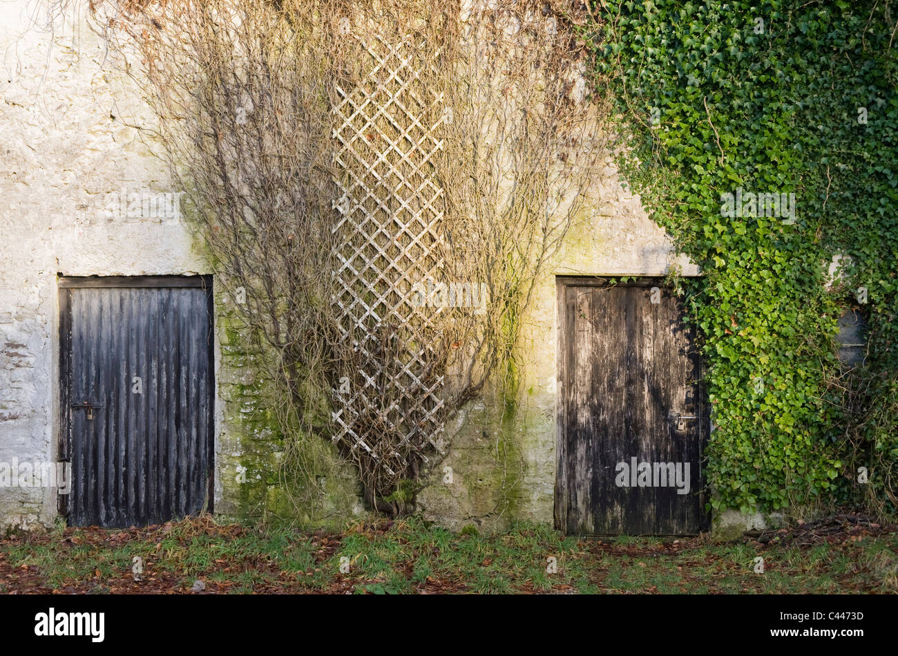 Efeu gitter -Fotos und -Bildmaterial in hoher Auflösung – Alamy