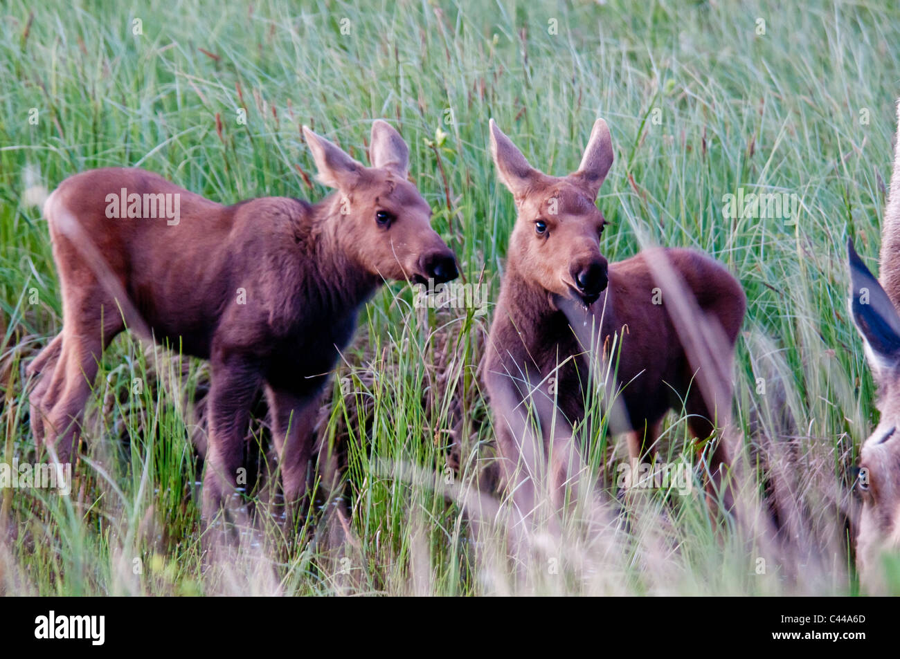 Elch und baby -Fotos und -Bildmaterial in hoher Auflösung – Alamy