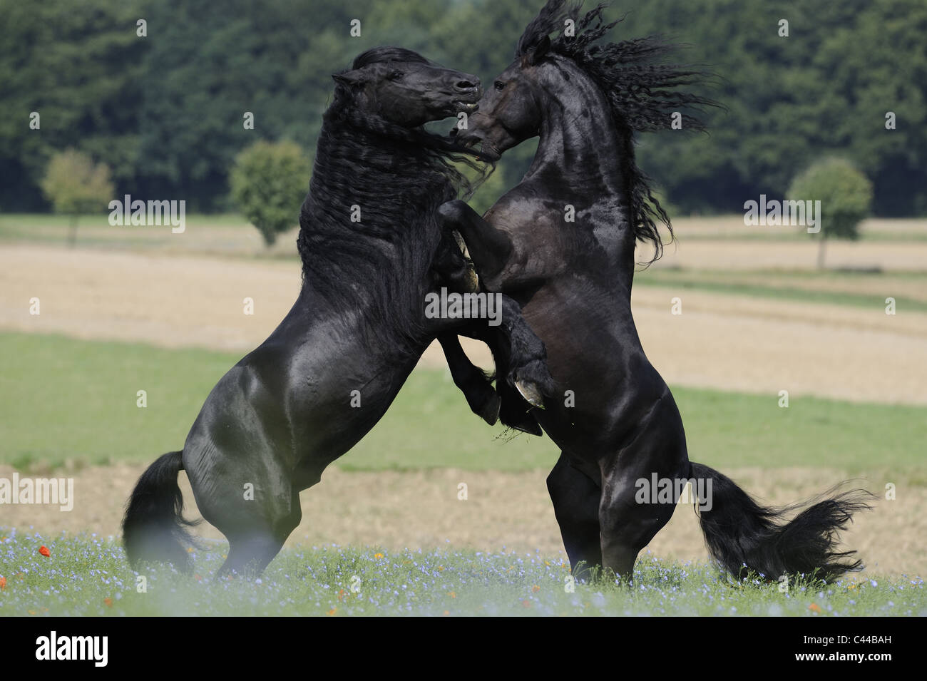 Friesen pferd -Fotos und -Bildmaterial in hoher Auflösung – Alamy