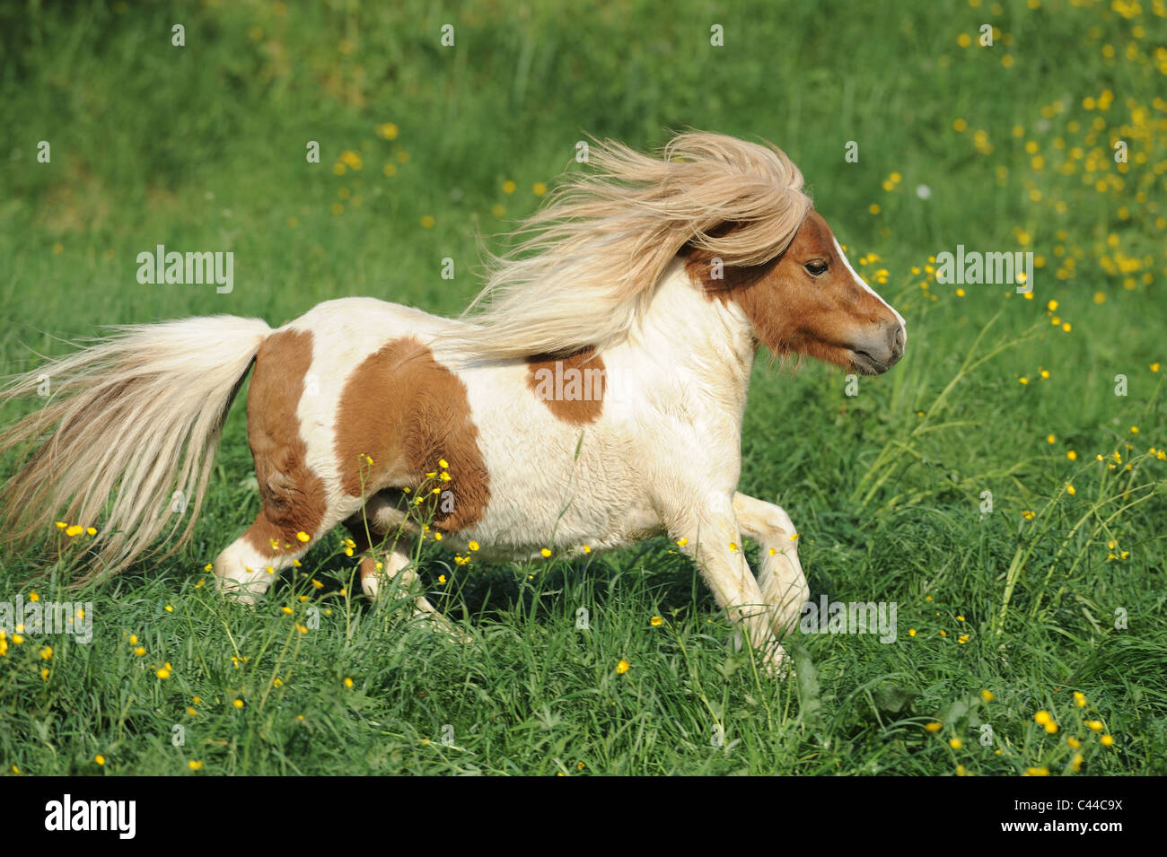 Brown white miniature shetland pony -Fotos und -Bildmaterial in hoher ...