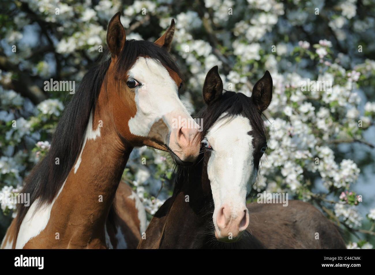 Pinto arabian -Fotos und -Bildmaterial in hoher Auflösung – Alamy