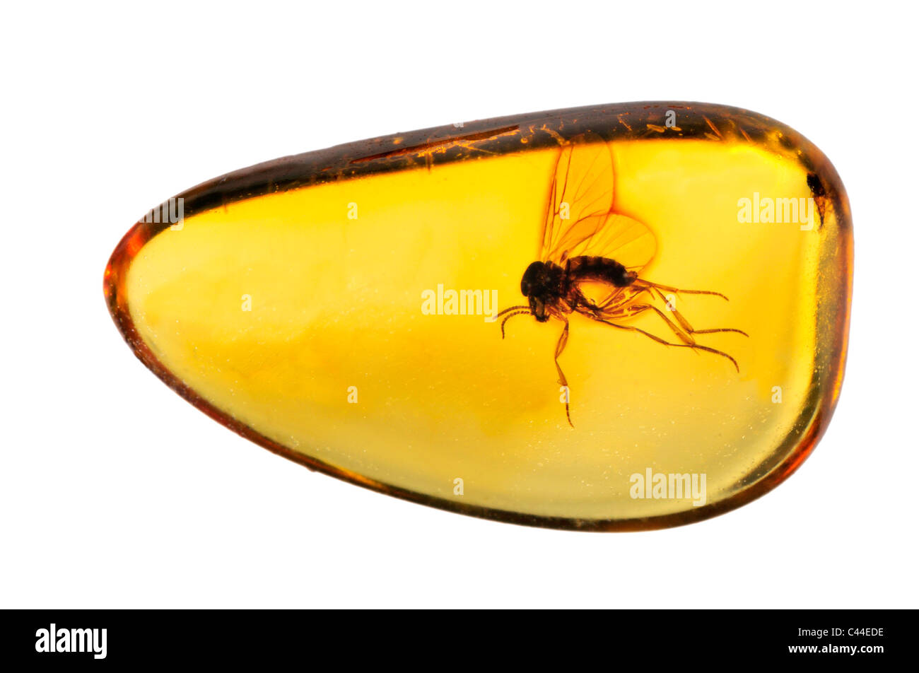 Insekt in bernstein -Fotos und -Bildmaterial in hoher Auflösung – Alamy