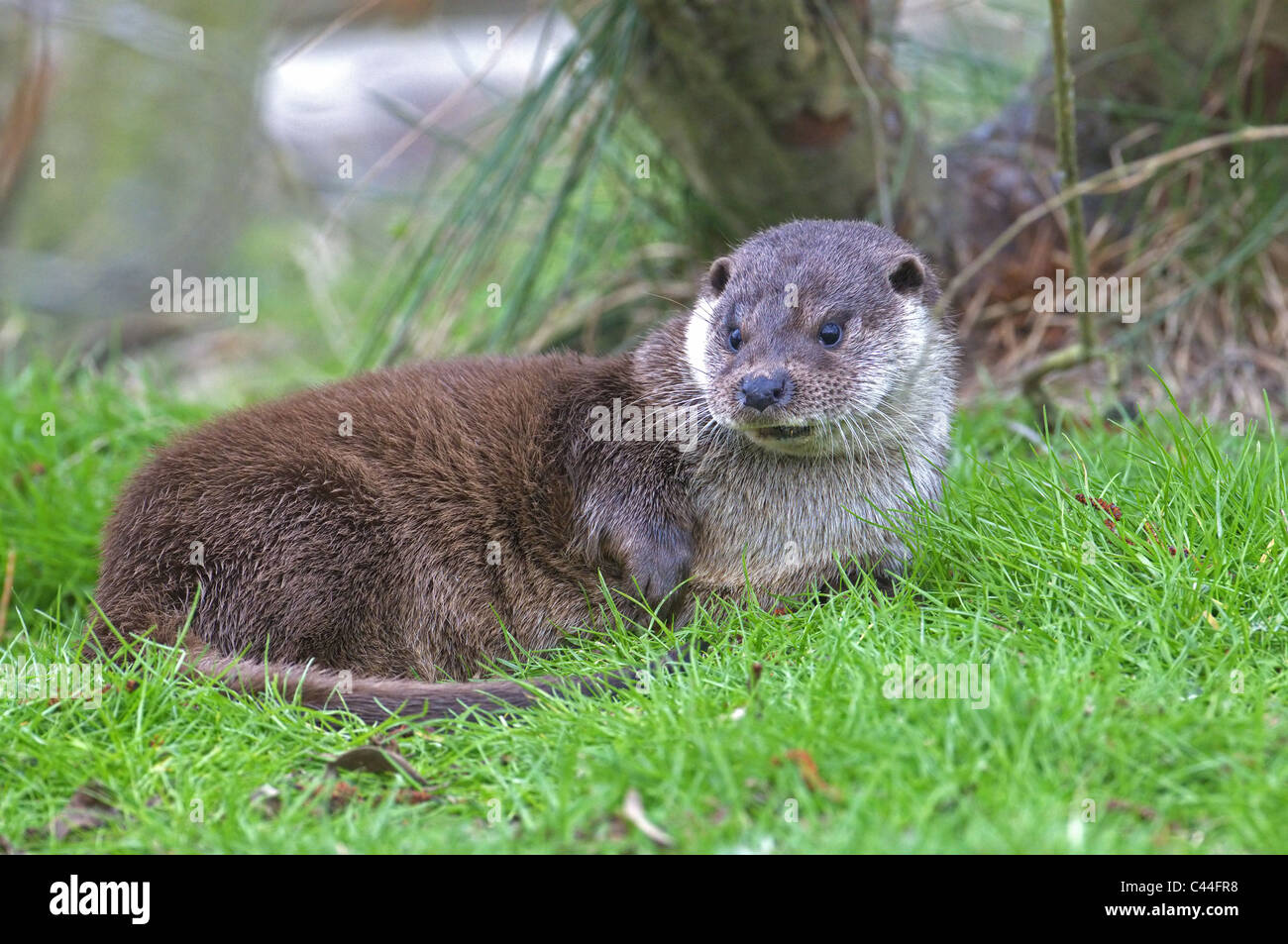 Lutra lutra otter -Fotos und -Bildmaterial in hoher Auflösung – Alamy