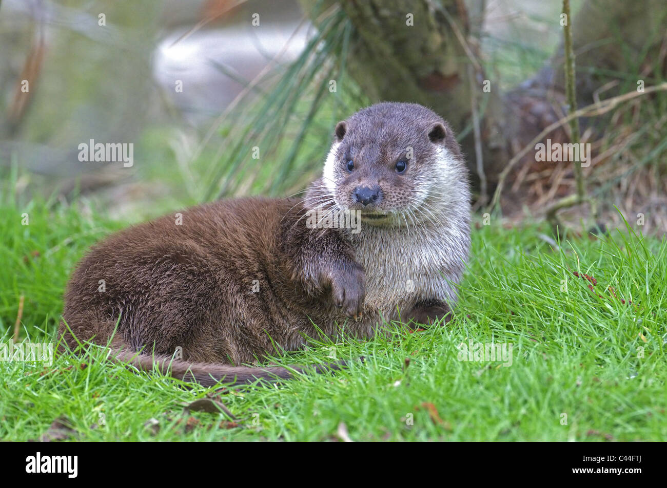 Lutra Lutra Stockfotos & Lutra Lutra Bilder - Alamy