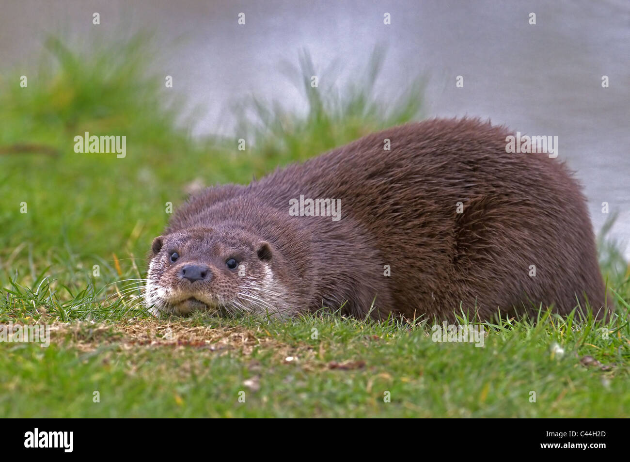Lutra lutra otter -Fotos und -Bildmaterial in hoher Auflösung – Alamy
