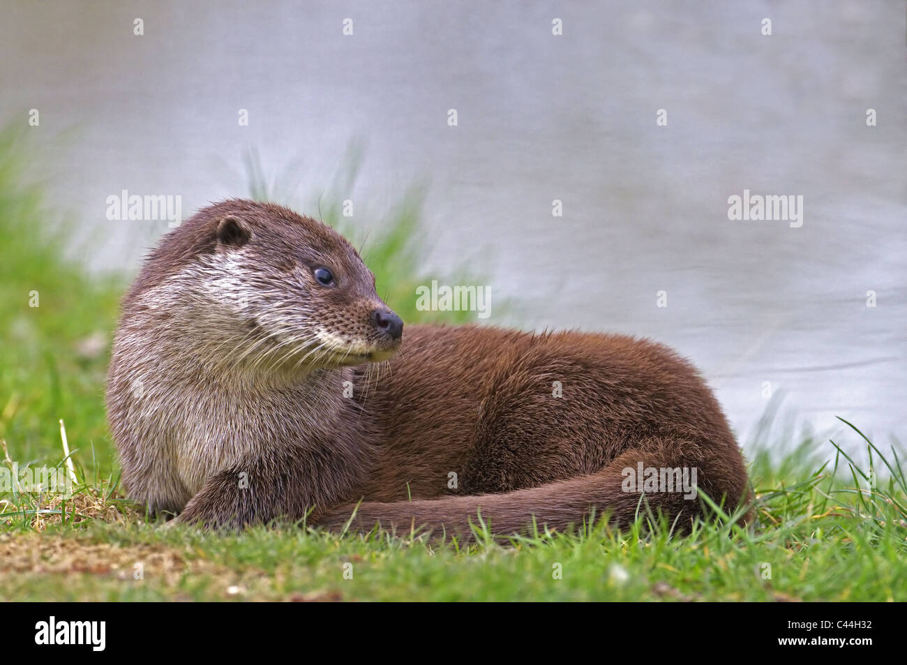 Lutra lutra otter -Fotos und -Bildmaterial in hoher Auflösung – Alamy