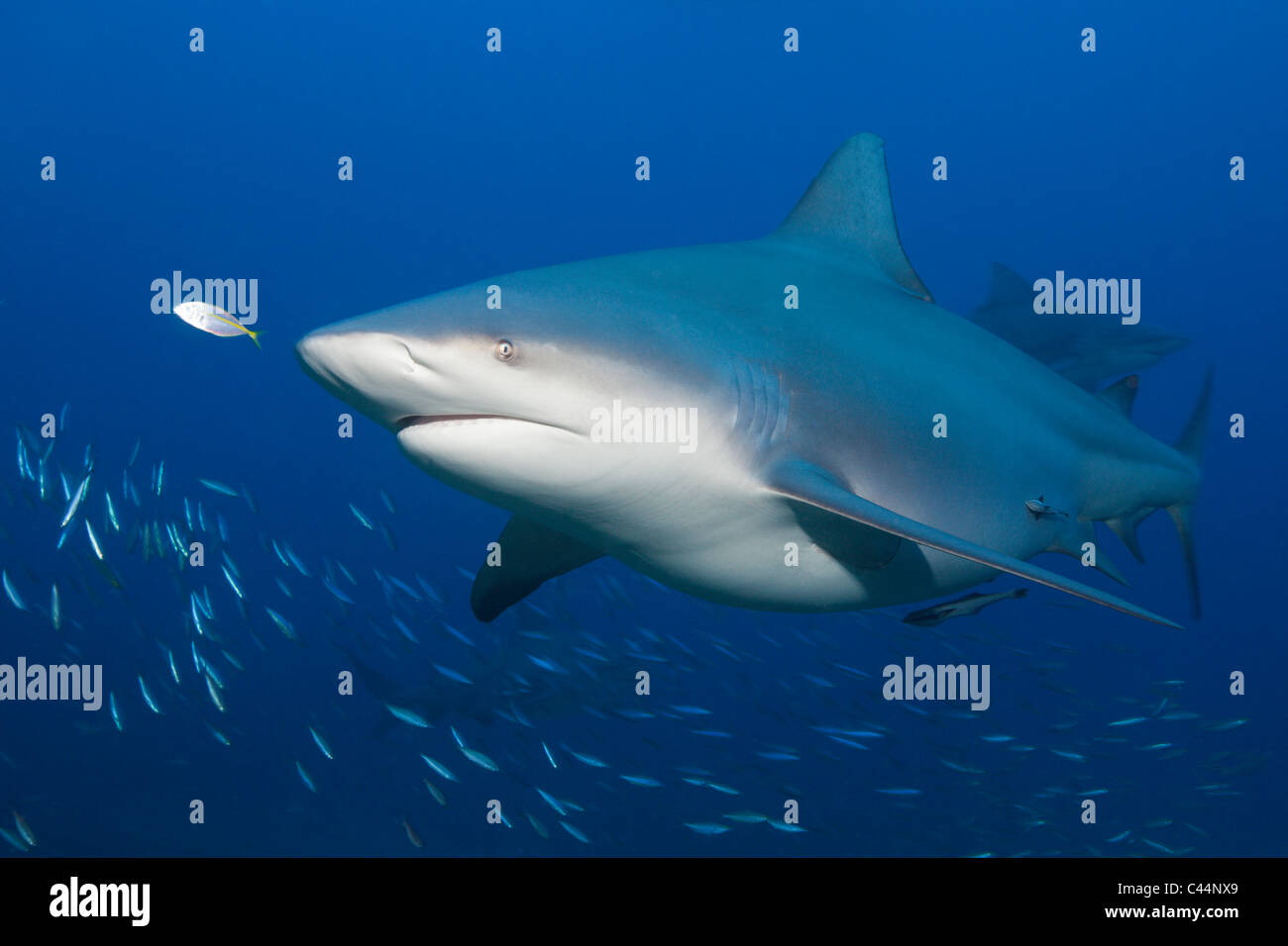 Shark lagoon -Fotos und -Bildmaterial in hoher Auflösung – Alamy