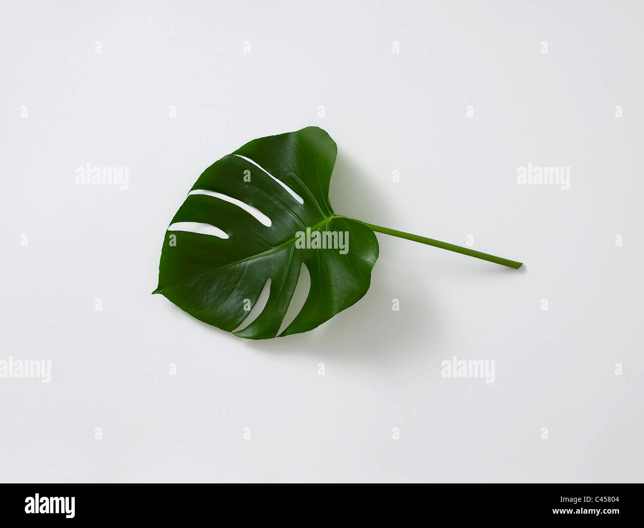 Monstera blatt -Fotos und -Bildmaterial in hoher Auflösung – Alamy